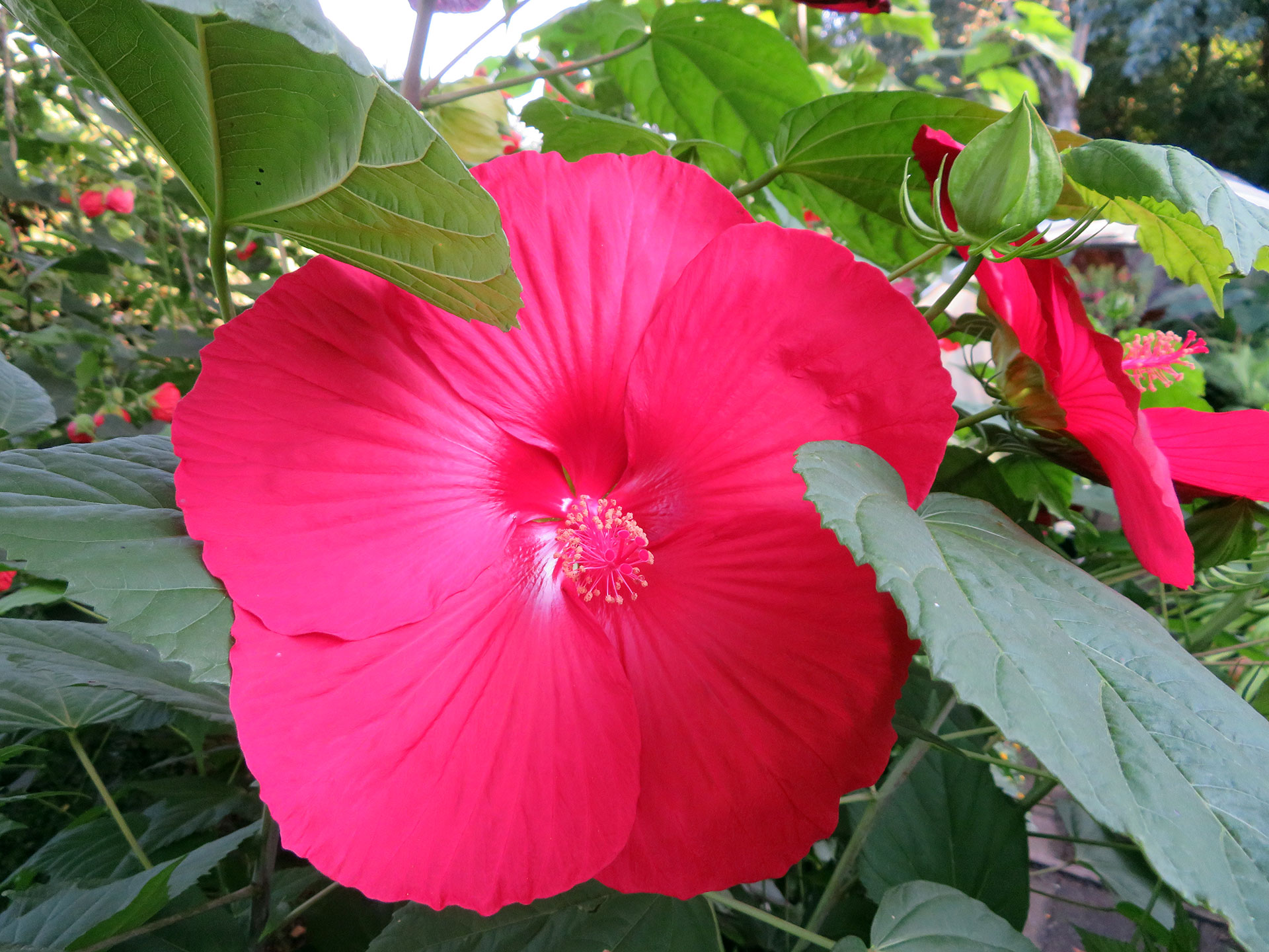 Robin Schier Garten - Planen, Pflanzen, Pflegen in Wassenberg