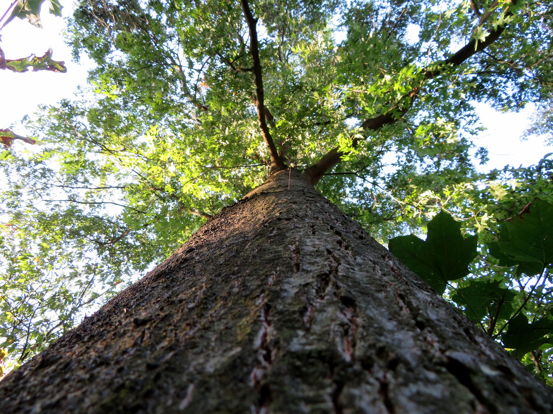 Robin Schier Garten - Planen, Pflanzen, Pflegen in Wassenberg