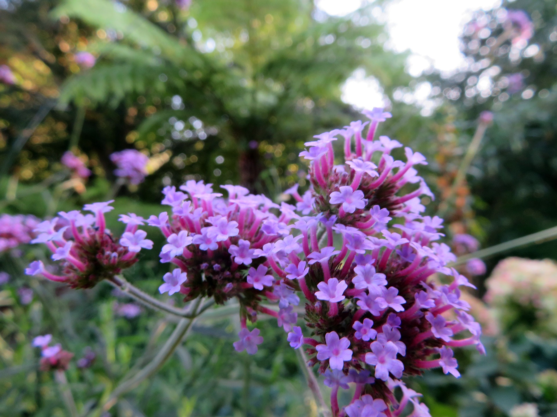 Robin Schier Garten - Planen, Pflanzen, Pflegen in Wassenberg